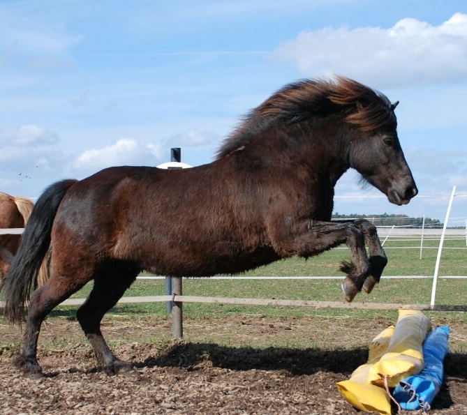 Fohlenjahrgang 2018 - Islandpferde von der Wied