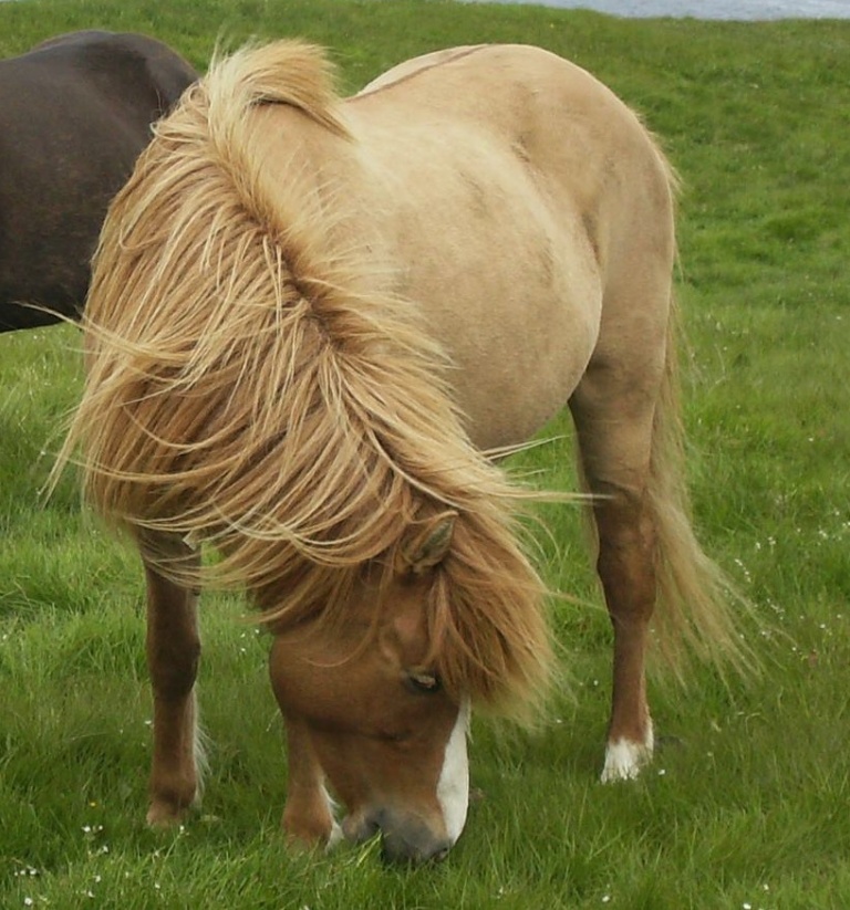 Fohlenjahrgang 2018 - Islandpferde von der Wied