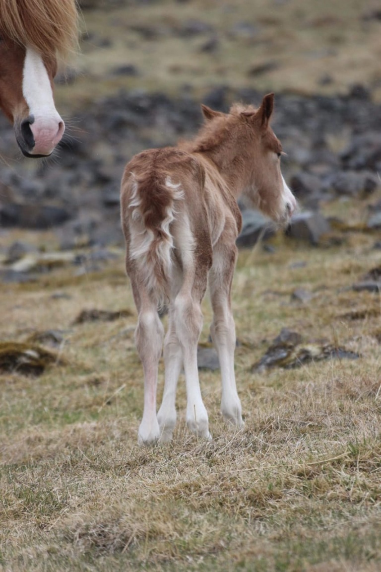 Aktuelles 2018 Archive - Islandpferde von der Wied
