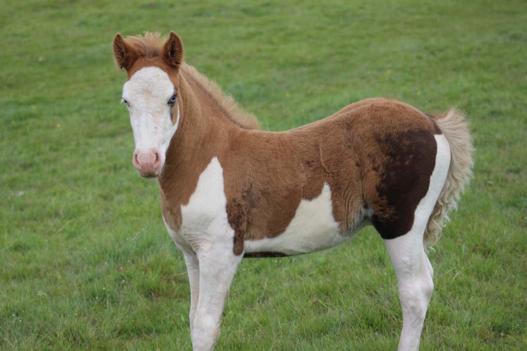 Fohlenjahrgang 2018 - Islandpferde von der Wied