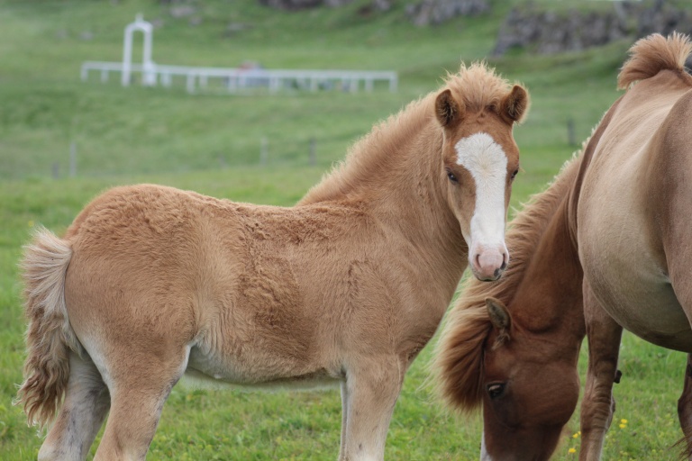 Fohlenjahrgang 2018 - Islandpferde von der Wied