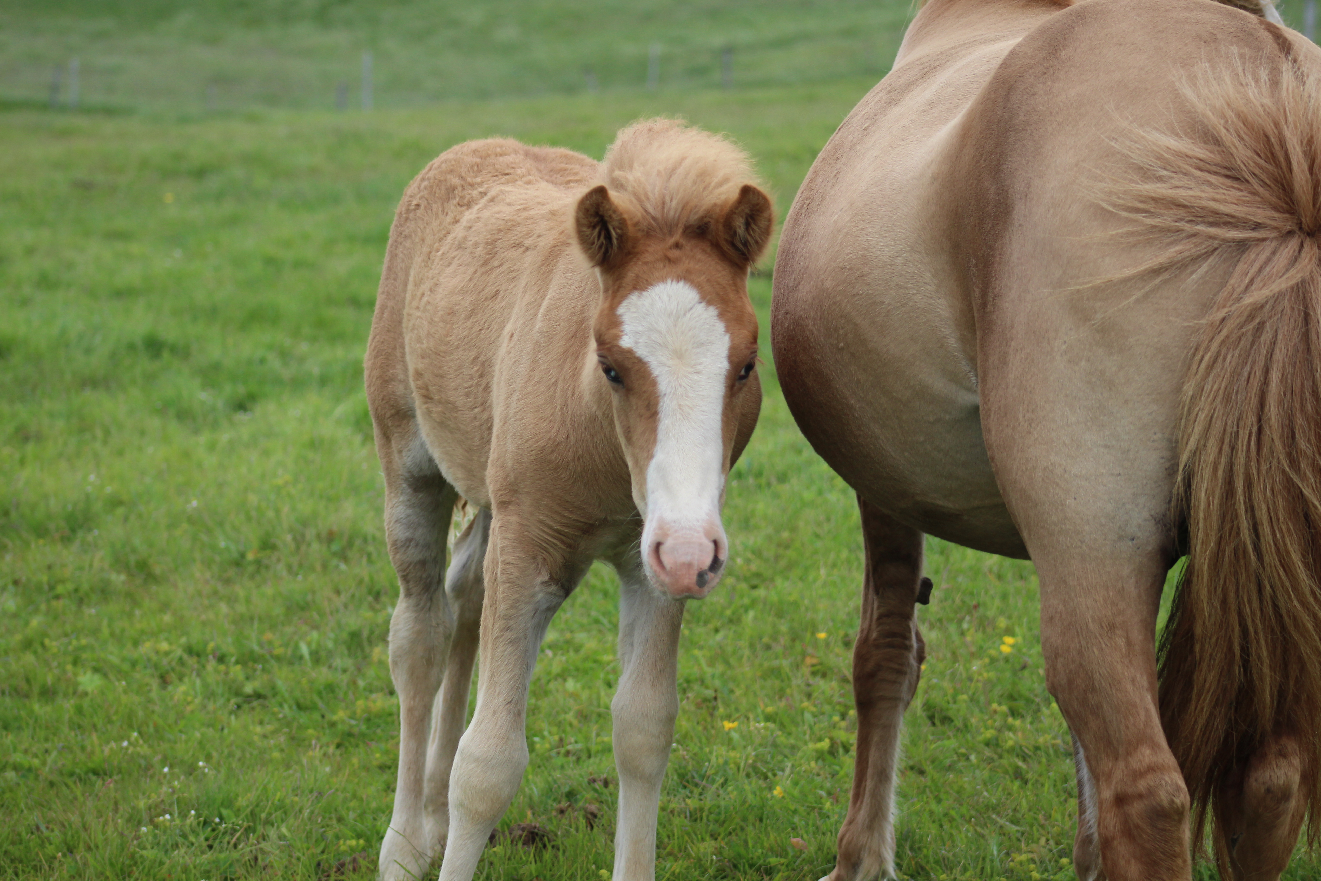 IMG_0180 – Islandpferde von der Wied