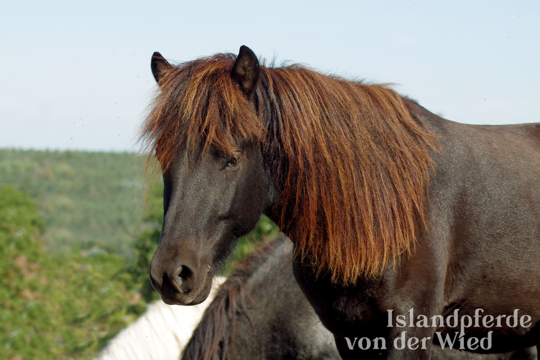 Fohlenjahrgang 2018 - Islandpferde von der Wied