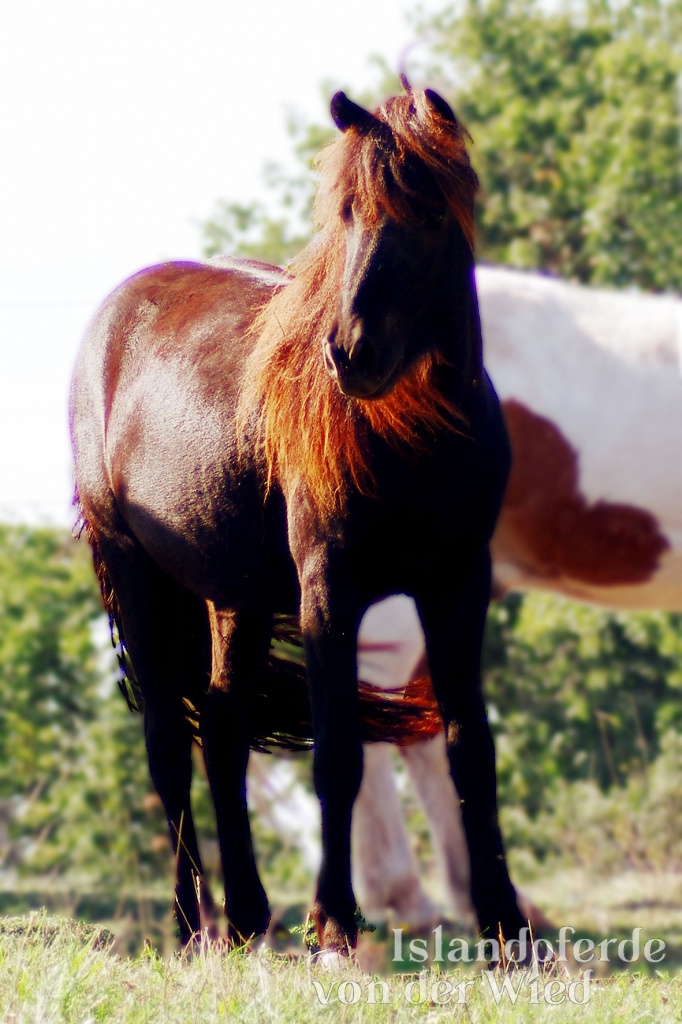 Fohlenjahrgang 2018 - Islandpferde von der Wied