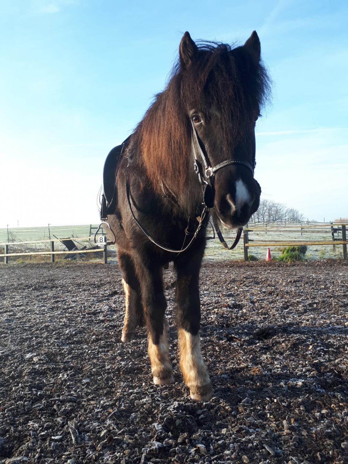 Fohlenjahrgang 2018 - Islandpferde von der Wied