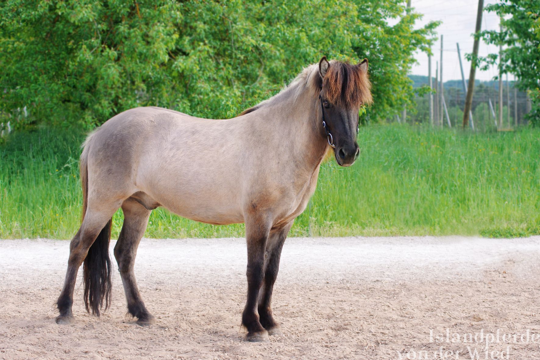 Islandpferde_von_der_Wied_Gandalfur_001_WEB - Islandpferde von der Wied